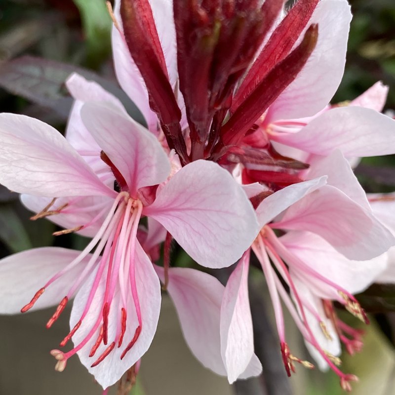 Gaura Lindheimeri Gaudi Pink 2L – Perennial - Garden Scene Jersey